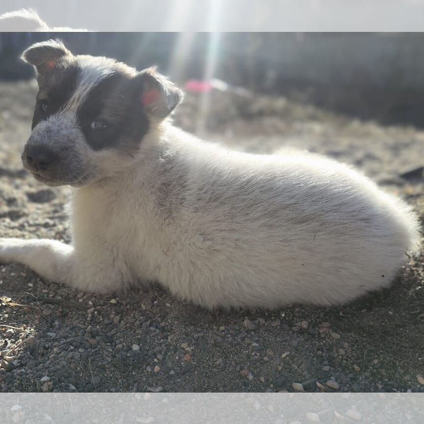 Отдадим щенят бесплатно в хорошие руки
