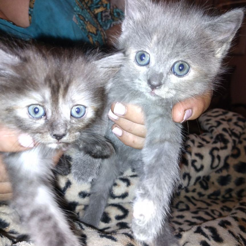 Котята в добрые руки, бесплатно