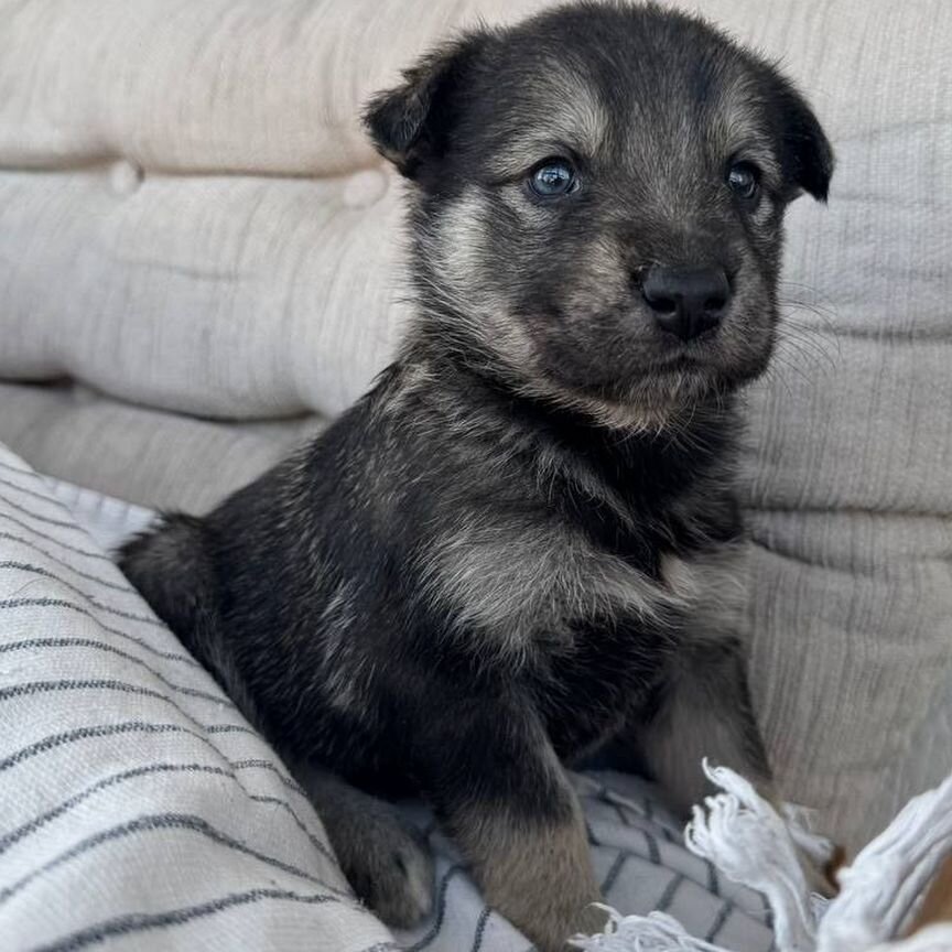 Щенок в добрые руки