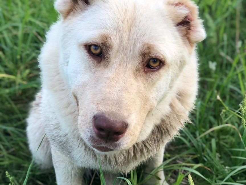 Алабай в добрые руки