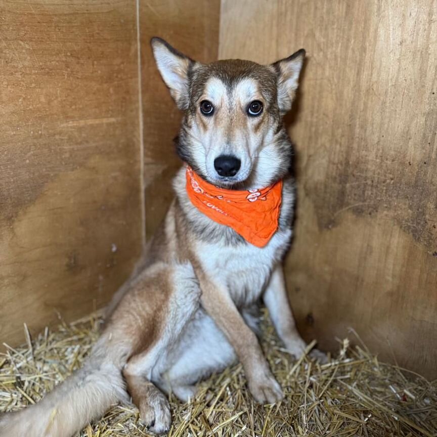 Щенок подросток из приюта