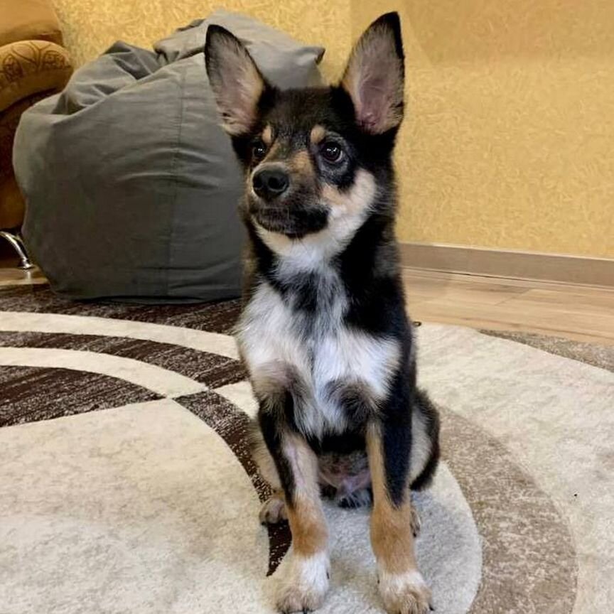 Щенок Бэтмен бездомная собака в добрые руки