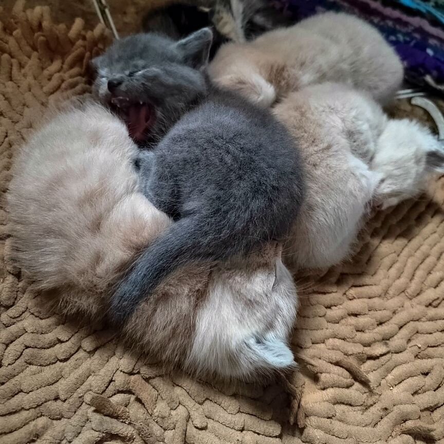Котята в добрые руки