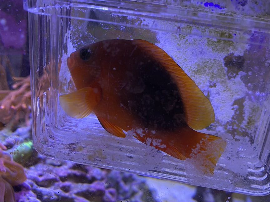 Морская рыба клоун огненый