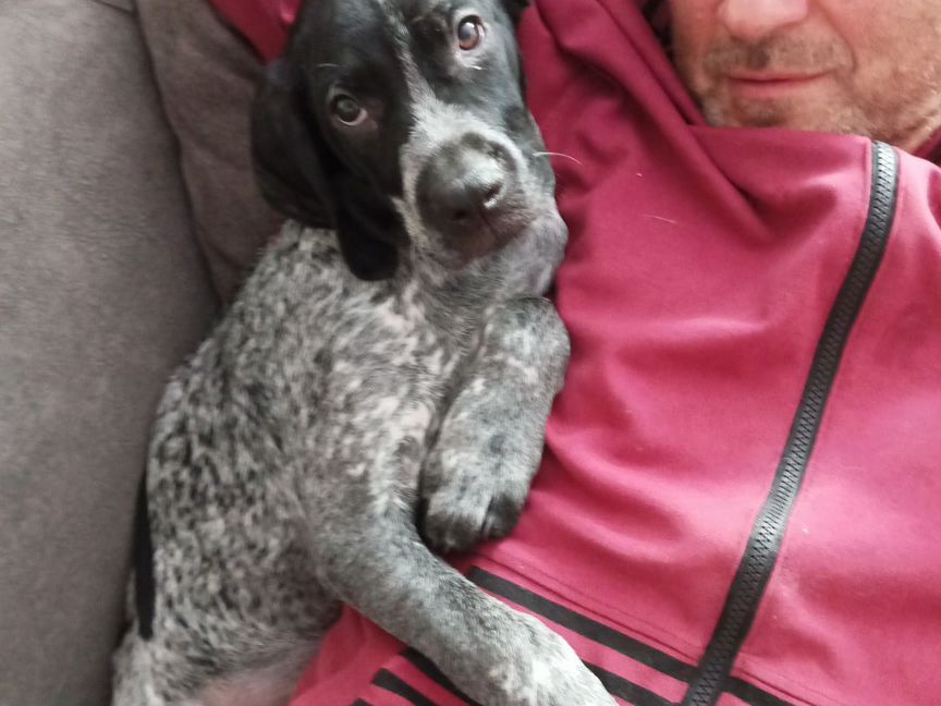 Щенки курцхаара