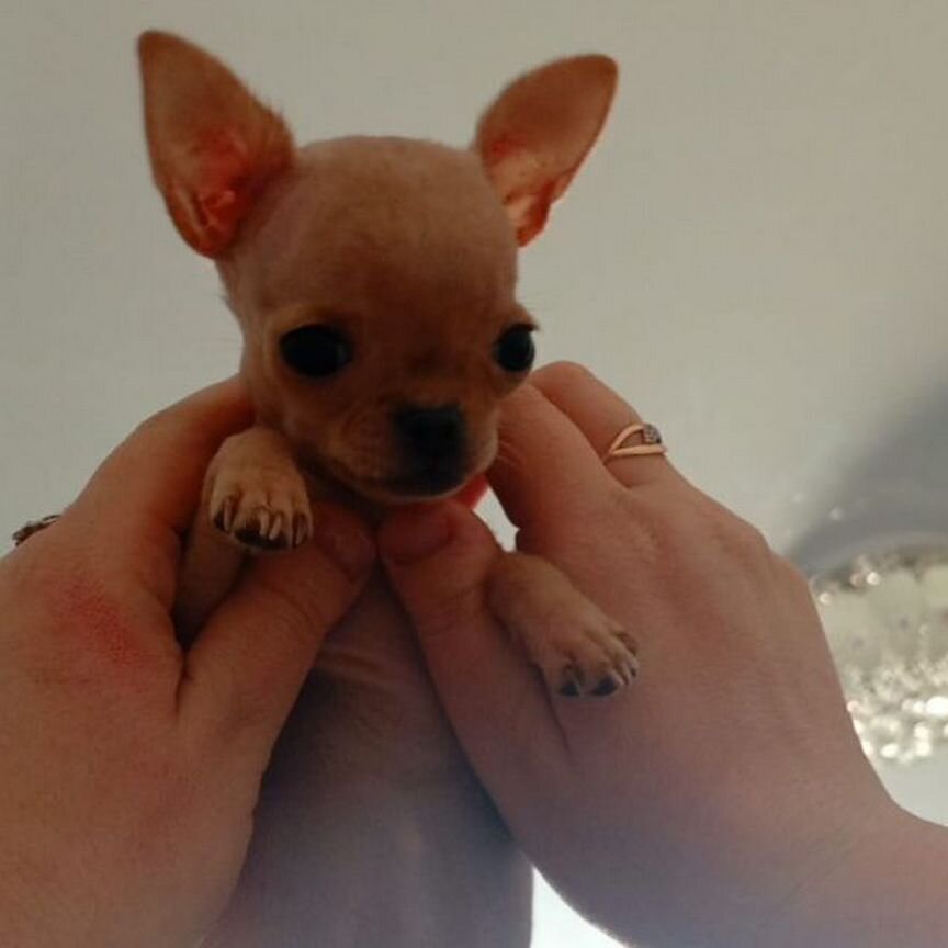 Чихуахуа мини