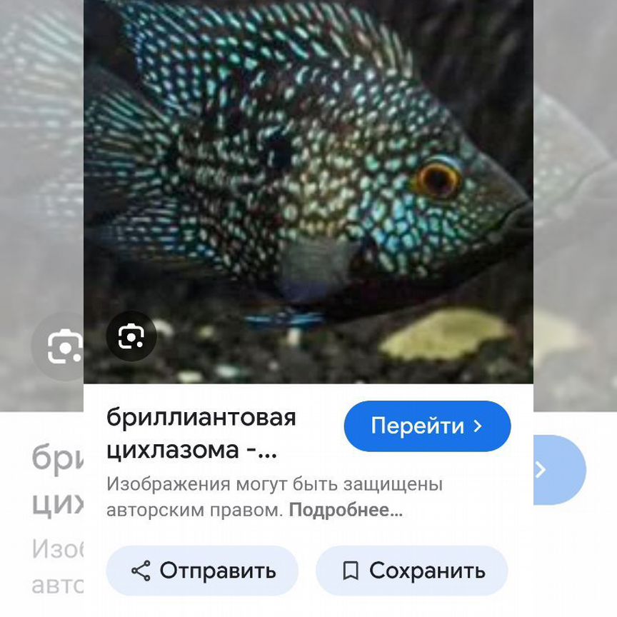 Рыбки в аквариум