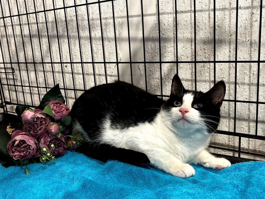 Настоящий маркиз в добрые руки