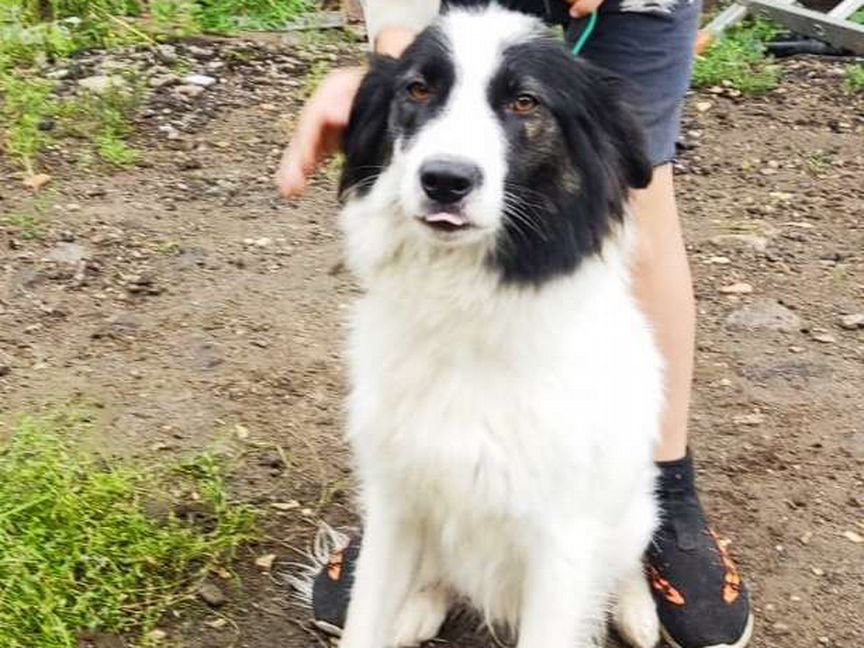 Девочка метис Бордер колли ищет дом