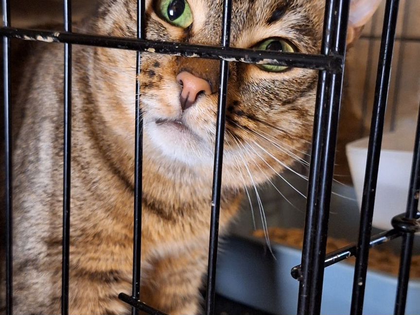 Кошка просит забрать её из приюта. В добрые руки