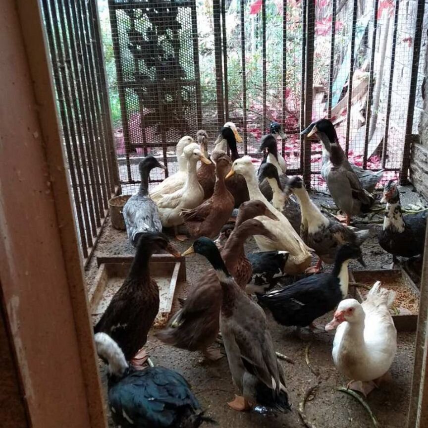 Селезни индийского бегунка и индоутки