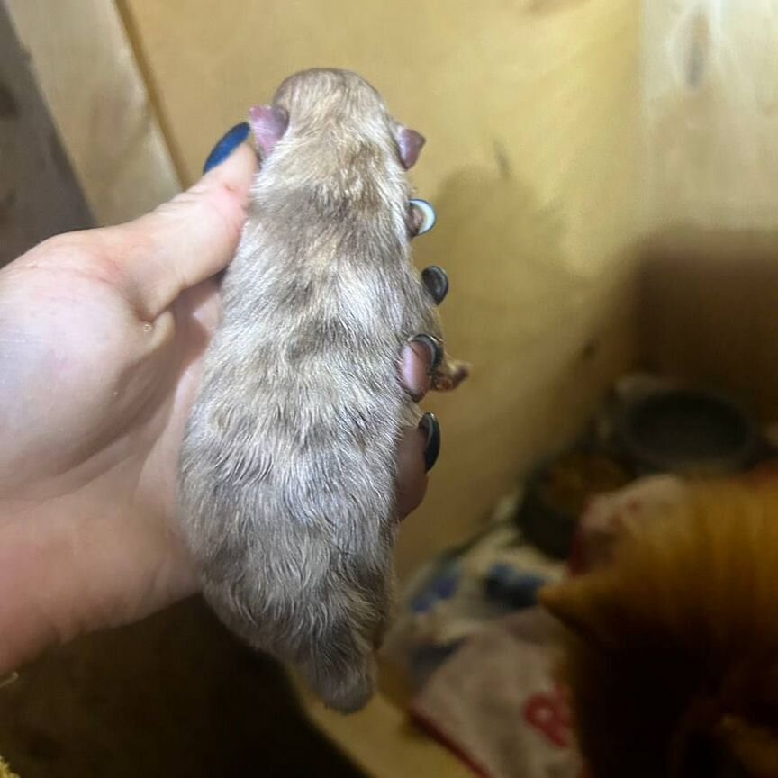 Щенки шпица ранний резерв