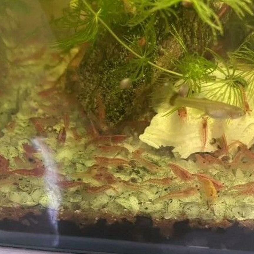 Креветки вишня