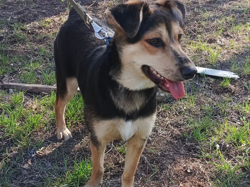 Собака в добрые руки