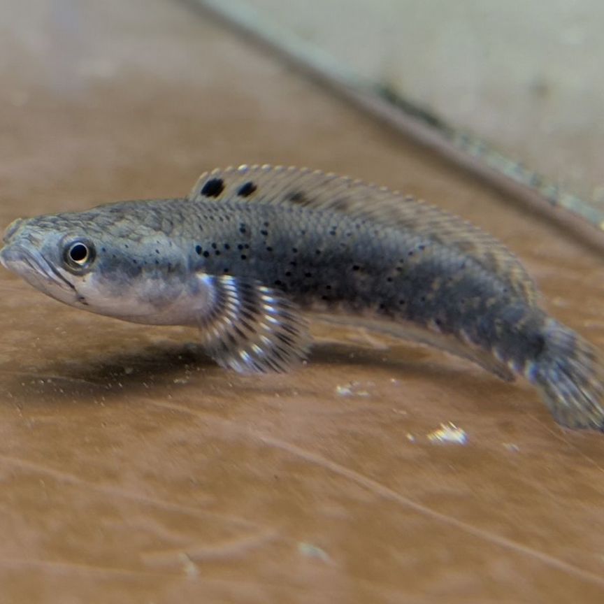 Змееголовы в ассортименте на Гарибальди