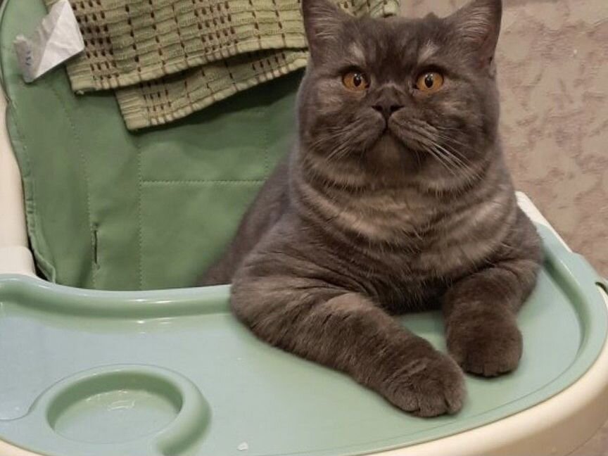 Шотландский прямоухий котик на вязку