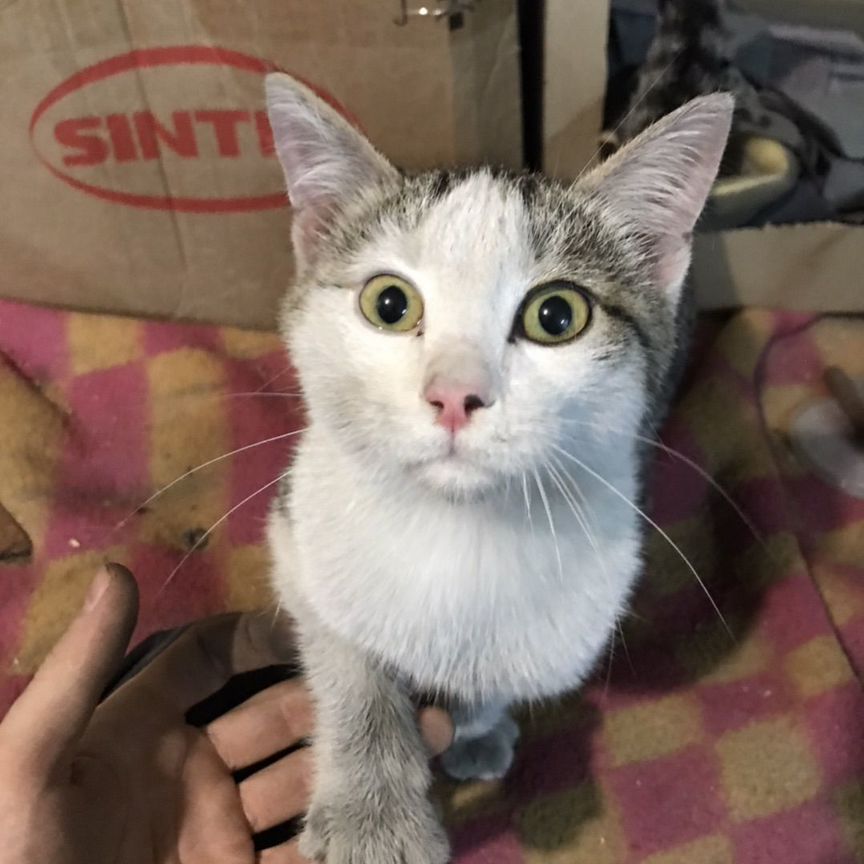 Отдам котенка в добрые руки