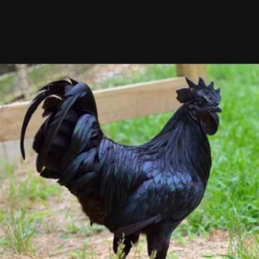 Продам Петуха