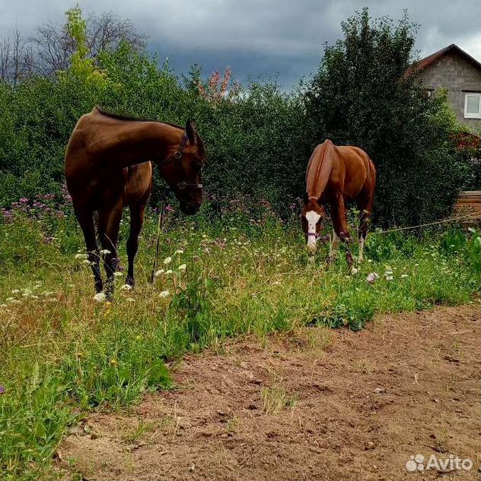 Мерен ганноверской породы