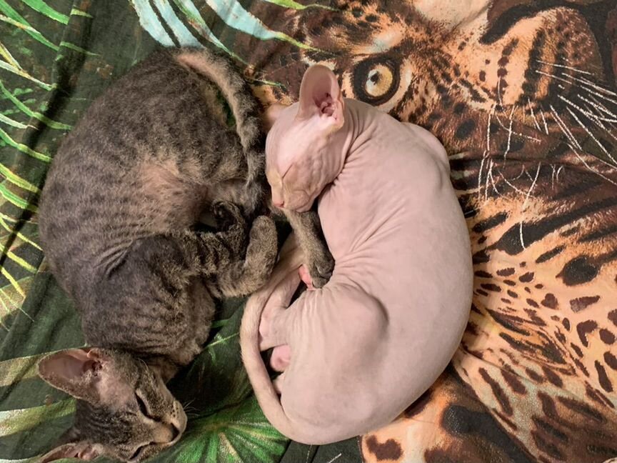 Канадский сфинкс котенок