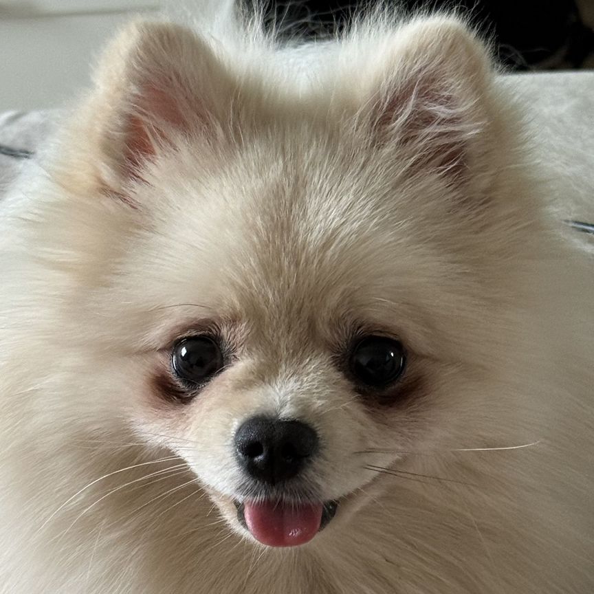 Немецкий шпиц, взрослый пёс