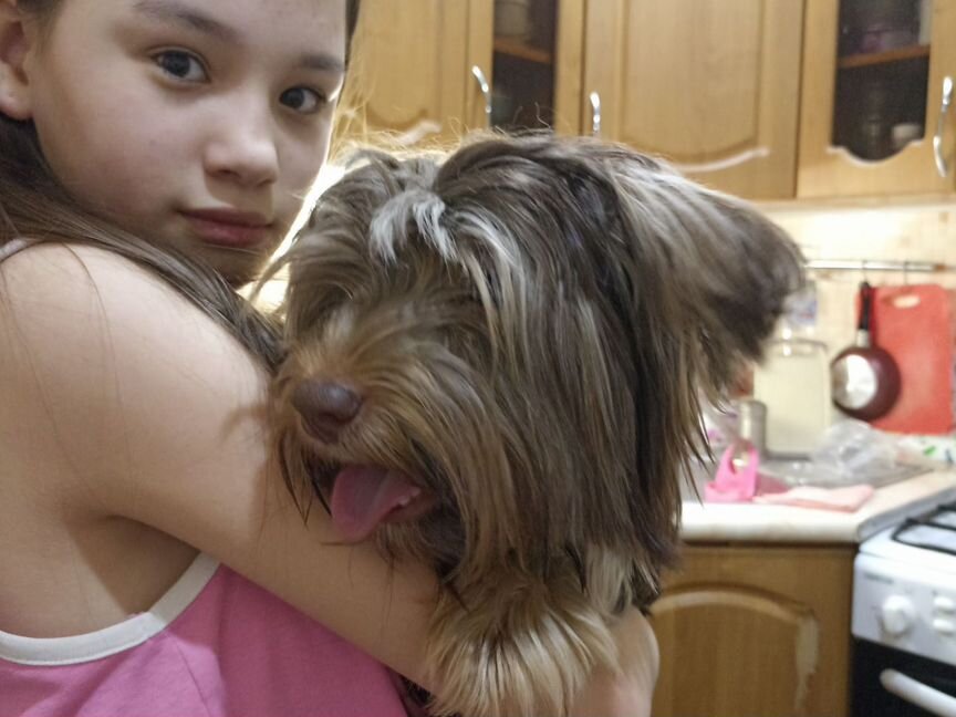 Маленькая породистая собака