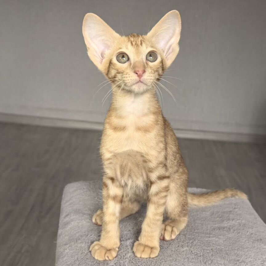 Ориентальный котёнок