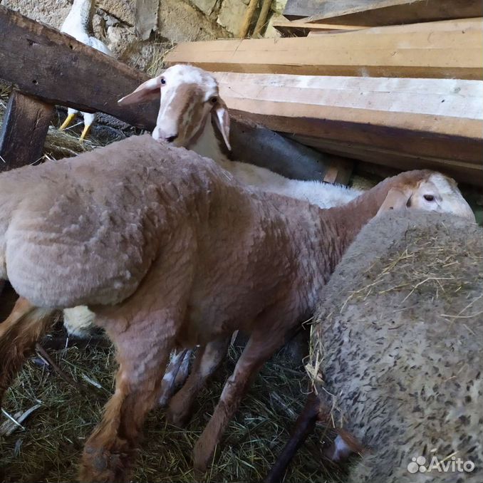 Матки и ягнята