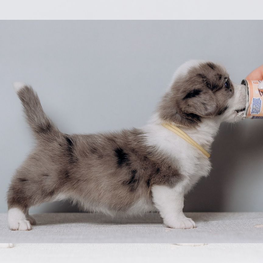 Вельш Корги Кардиган, щенок