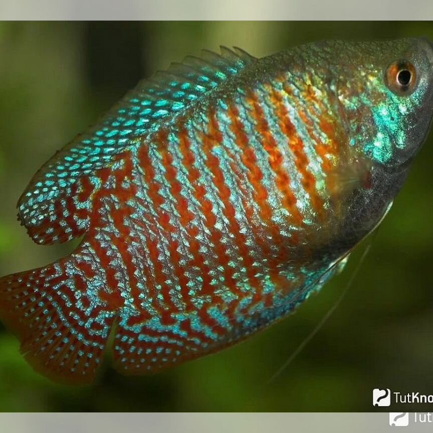 Лялиус Неоновый яркий (самцы)