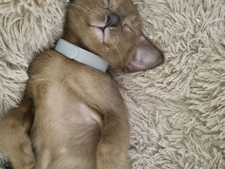 Котятки Европейской Бурмы