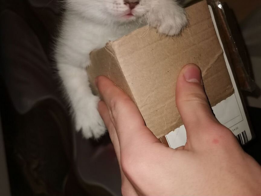 Отдам котенка, Новогодний подарок