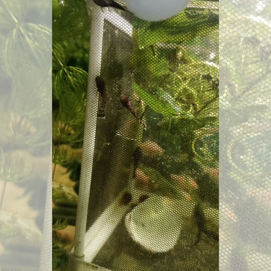 Месячные мальки,сомики анцитрус и попугайчики