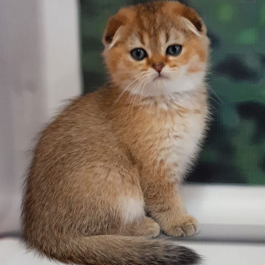 Шотландские вислоухие котята золотые шиншиллы