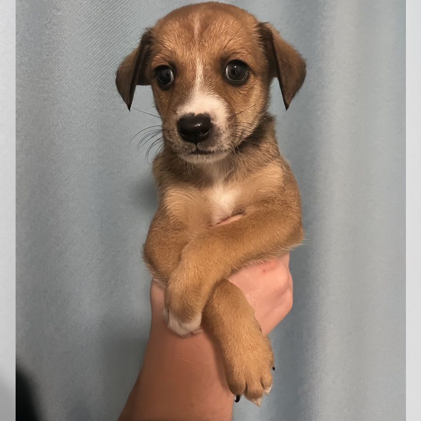 Русский той-терьер, щенок