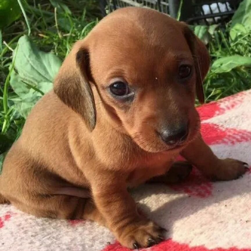 Карликовая такса, щенок