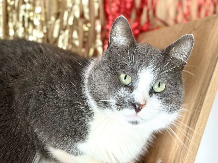 Котик кастрированный в добрые ручки