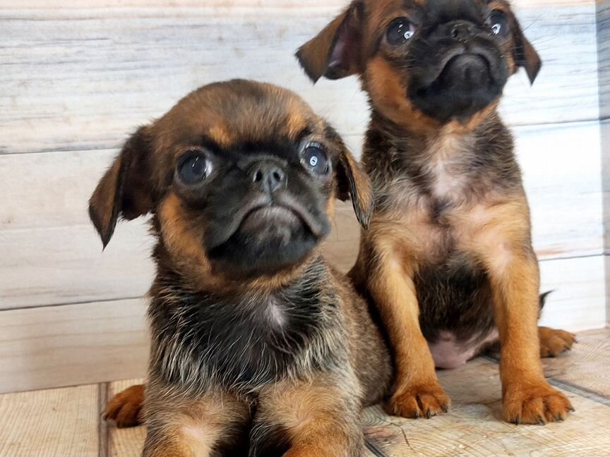 Рыжие брабантики, сестра и брат