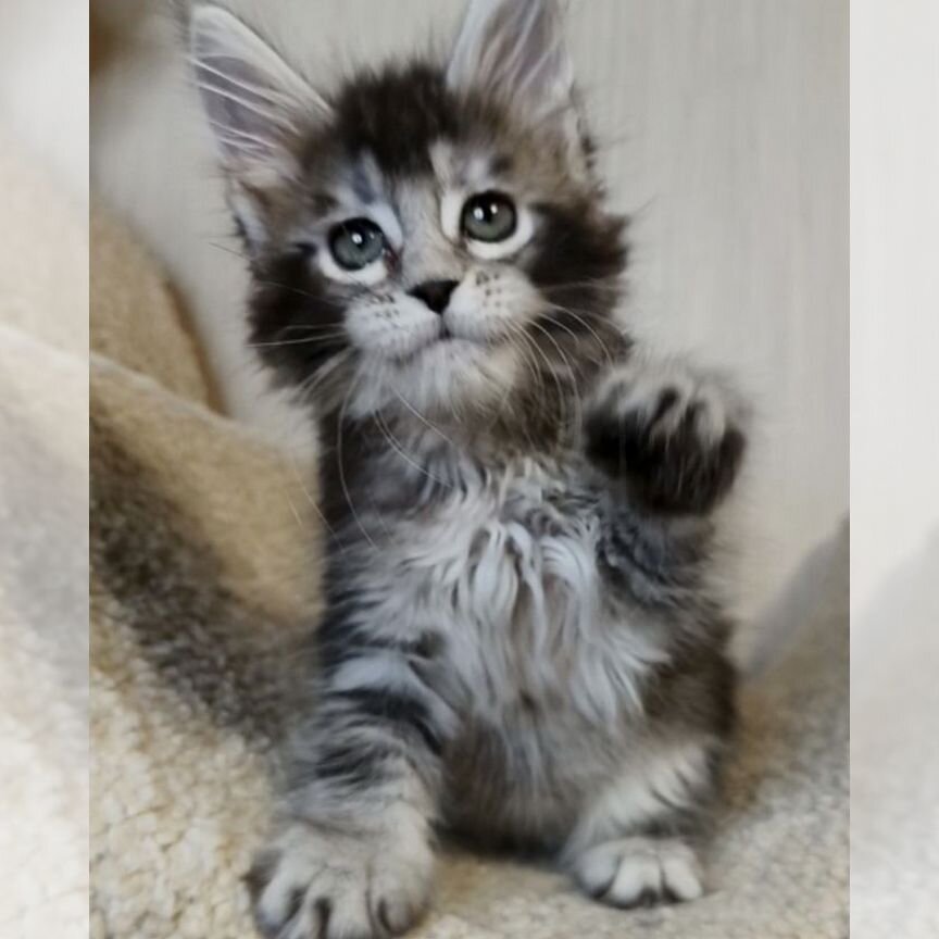 Мейн-кун котёнок