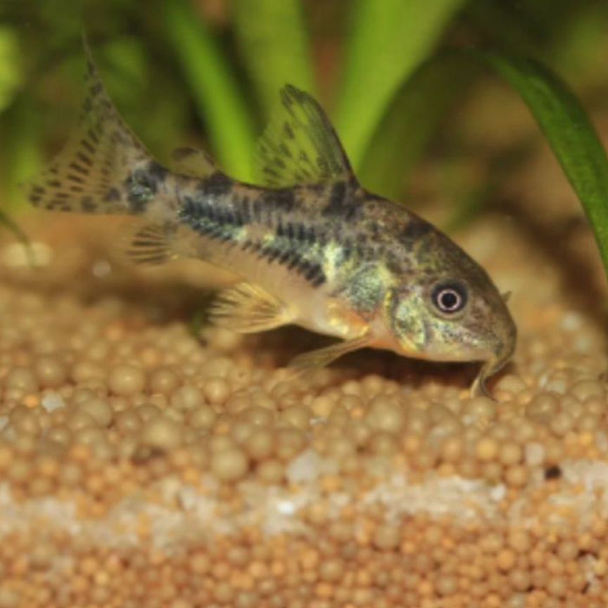 Крапчатый сомик