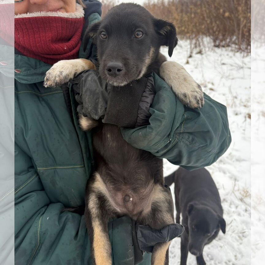 Щенок в добрые руки
