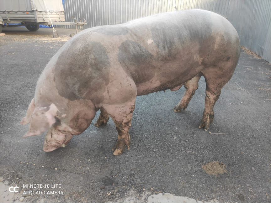 Семя хряка породы Пьетрен