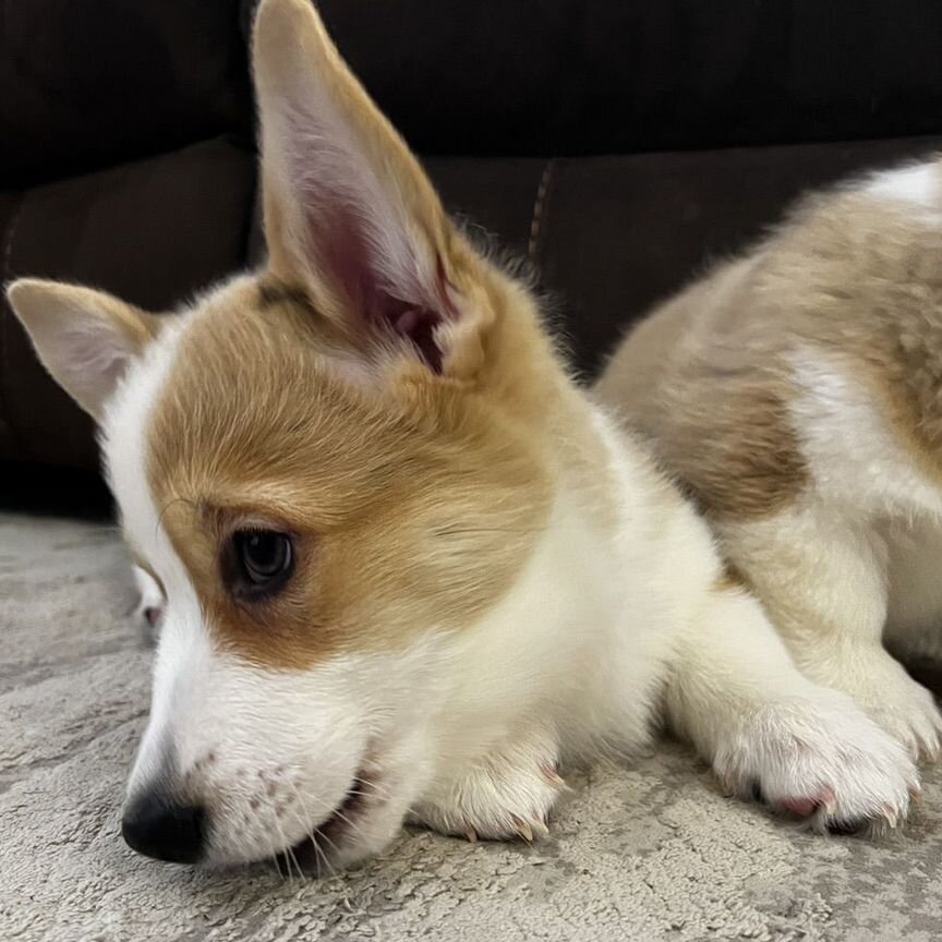 Вельш-корги пемброк мальчик