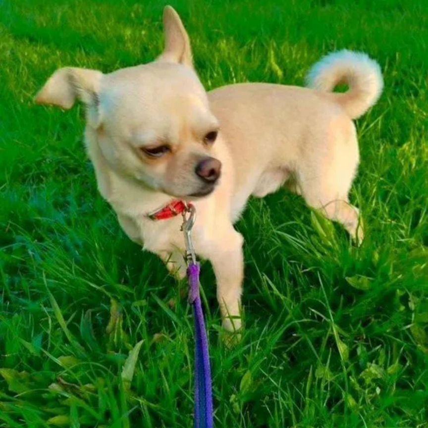 Чихуахуа мальчик