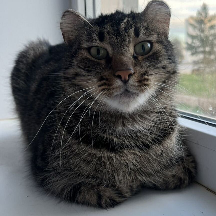 Взрослый кот в добрые руки