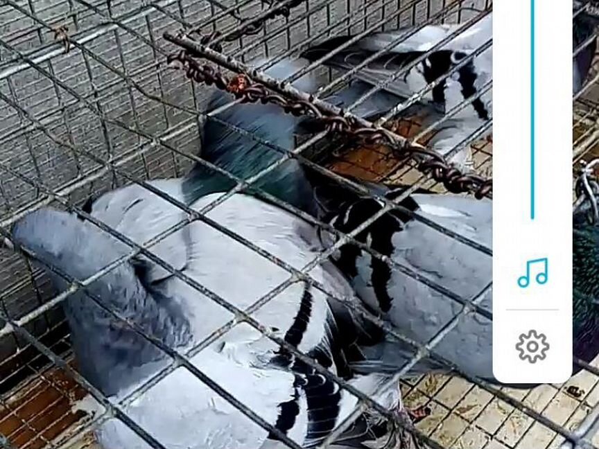 Голуби поясые гладкии