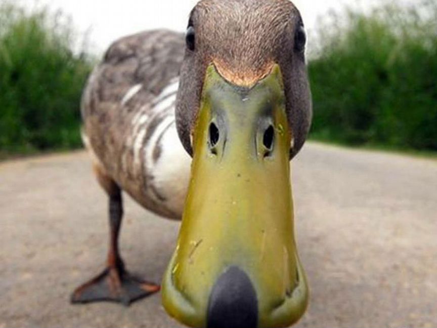 Утки индийский бегунок