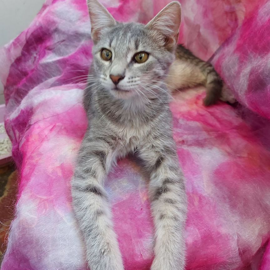 4,5 мес ласковый мальчик