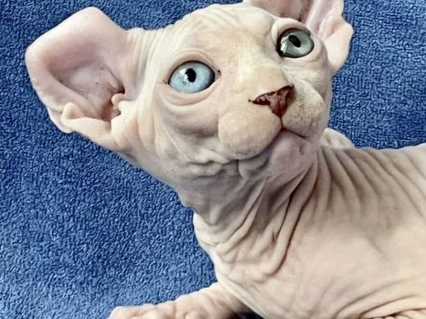 Эльфийка белая разноглазая бомбическая