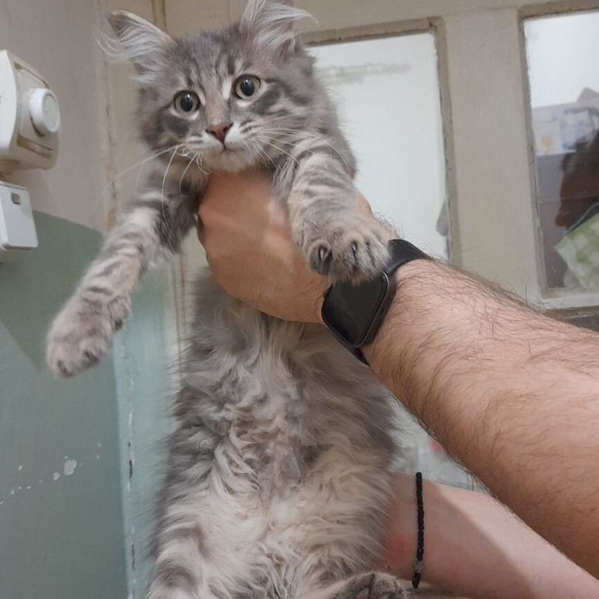 Взяли с улицы долго держать не могут